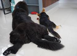 Editor’s Corner: Sploot and Blop | Editor's Corner